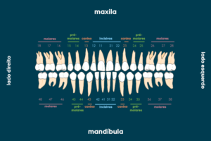 Dentição permanente: anatomia, cronologia e prevenções
