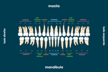Dentição permanente: anatomia, cronologia e prevenções